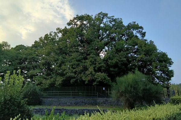 Castagno dei Cento Cavalli: albero monumento dell'Etna